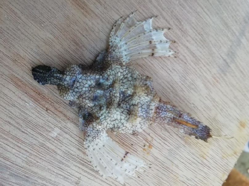 Un poisson rare découvert à Anse Jonchée | Mauritius Broadcasting ...