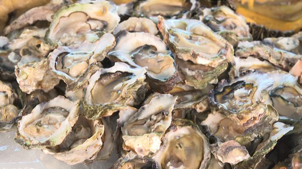 [VIDÉO] Ostréiculture/la récolte des huîtres : Ocean Connect offre une ...