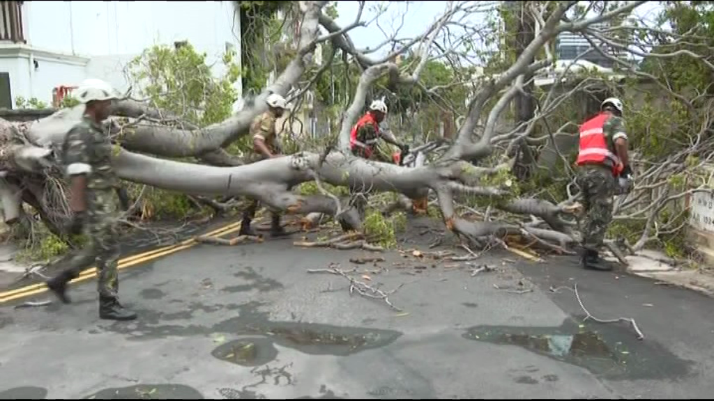 [VIDÉO] Port Louis : la SMF chargée de l'abattage d'un arbre ...